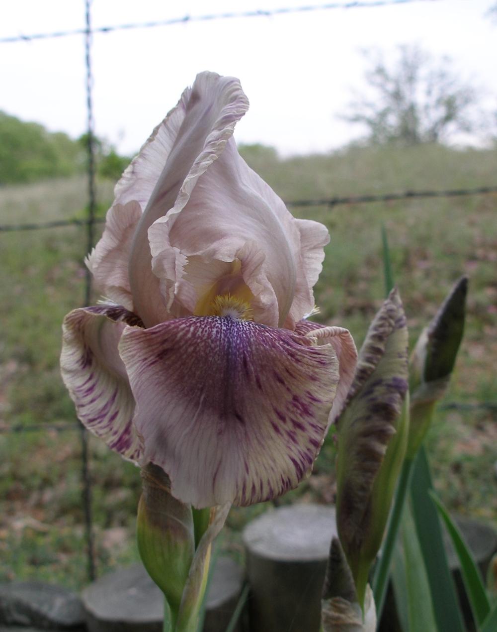 Arilbred Iris (Iris 'Gray Mohr') in the Irises Database - Garden.org