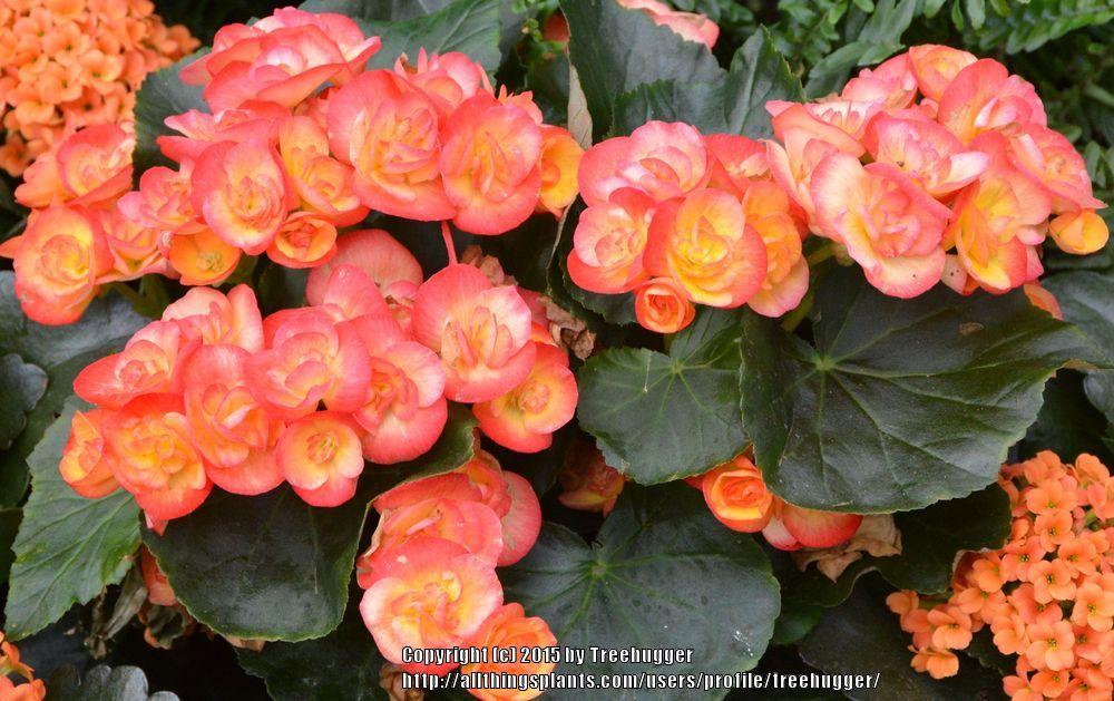 Begonia (Begonia x hiemalis 'Carneval') in the Begonias Database ...