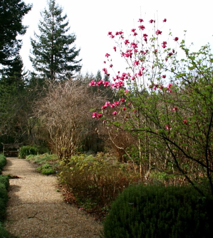 Photo of the entire plant of Ruby Magnolia (Magnolia 'Vulcan') posted ...