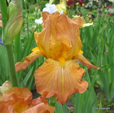 Tall Bearded Iris (Iris 'Harvest Splendor') in the Irises Database ...