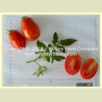 Tomato (Solanum lycopersicum 'Heidi') in the Tomatoes Database - Garden.org