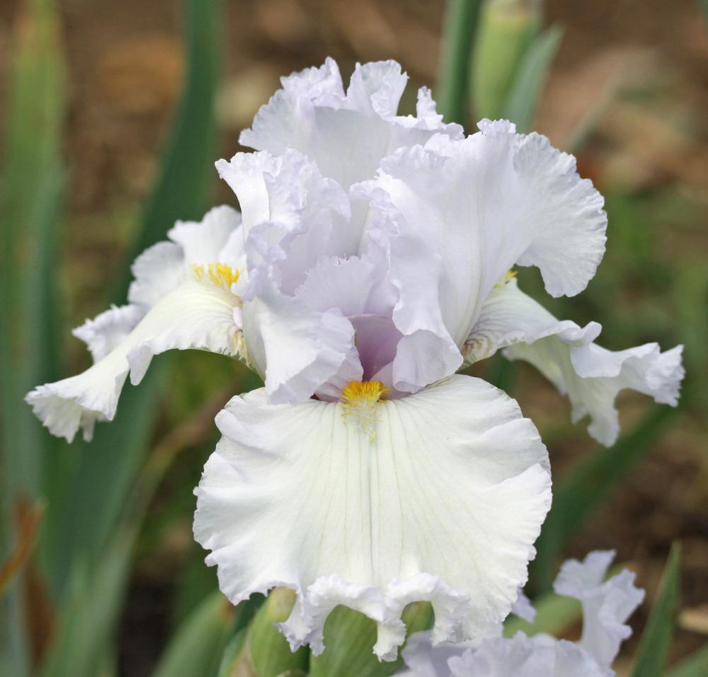Tall Bearded Iris (Iris 'Princess Kiss') in the Irises Database ...