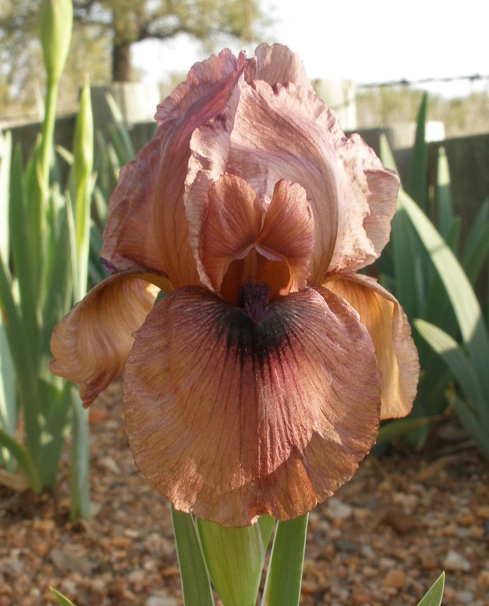 Arilbred Iris (Iris 'Invention') in the Irises Database - Garden.org