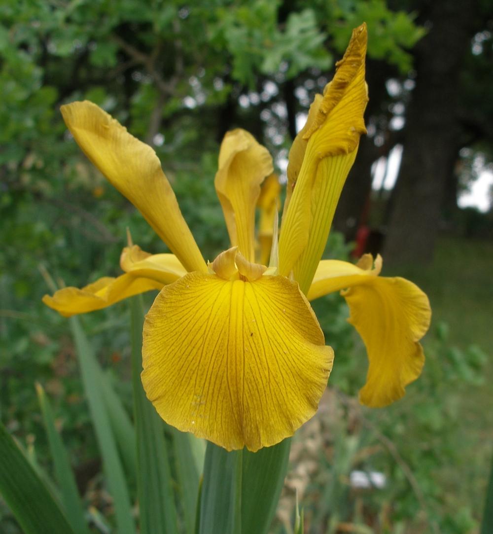 Spuria Iris (Iris 'Jet Set') in the Irises Database - Garden.org
