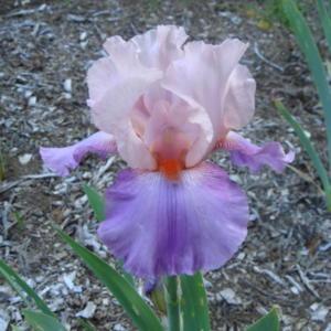 Tall Bearded Iris (Iris 'Indian Sunrise') in the Irises Database ...
