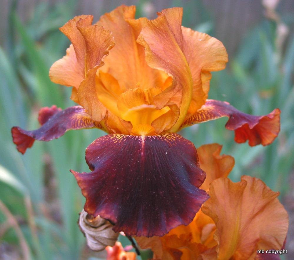 Tall Bearded Iris (Iris 'Dante's Inferno') in the Irises Database ...