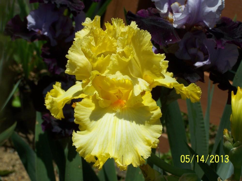 Photo of the bloom of Tall Bearded Iris (Iris 'Tying Yellow Ribbons ...