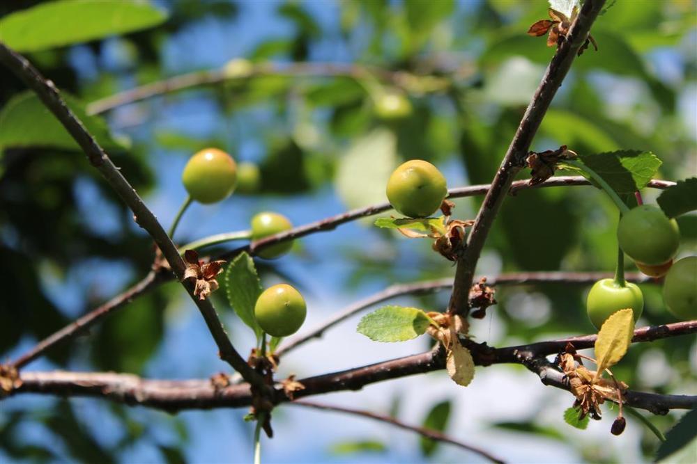 Sour Cherry (Prunus cerasus 'Meteor') - Garden.org