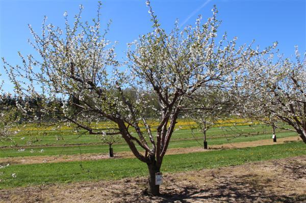 Photo of the entire plant of Sour Cherry (Prunus cerasus 'Meteor ...