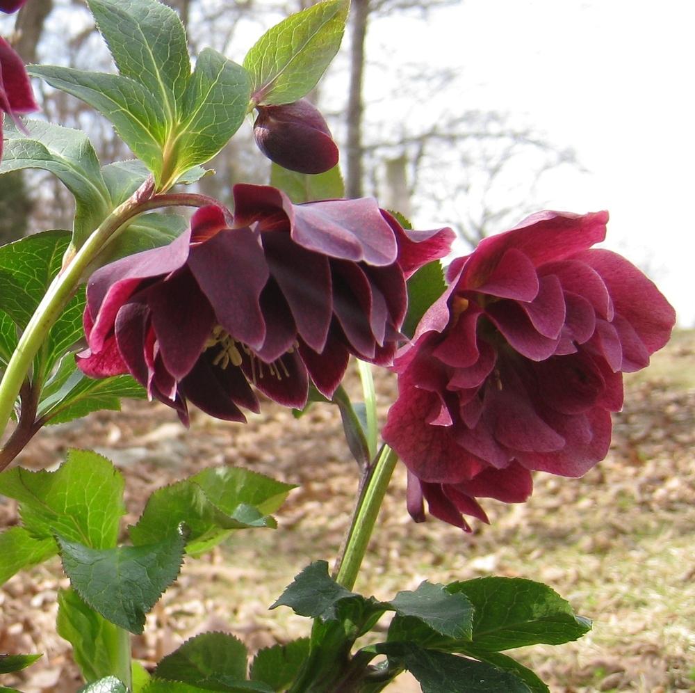 Photo of the bloom of Hellebore (Helleborus Winter Jewels™ Amethyst Gem ...