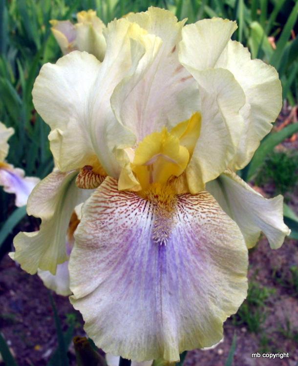 Tall Bearded Iris (Iris 'Autumn Elegance') in the Irises Database ...
