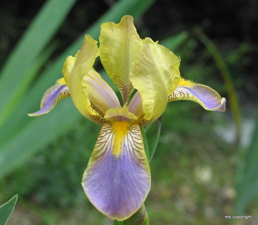 Miniature Tall Bearded Iris (Iris 'Amethyst Sunset') in the Irises ...