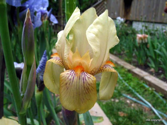 Tall Bearded Iris (Iris 'Gold Fish') in the Irises Database - Garden.org
