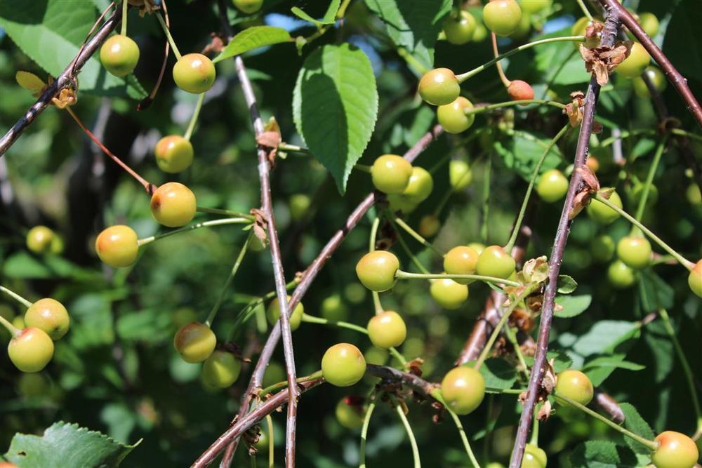 Sour Cherry (Prunus cerasus 'Meteor Korai') - Garden.org