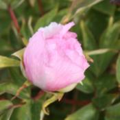 Chinese Tree Peony (Paeonia x suffruticosa 'Rou Fu Rong') in the ...