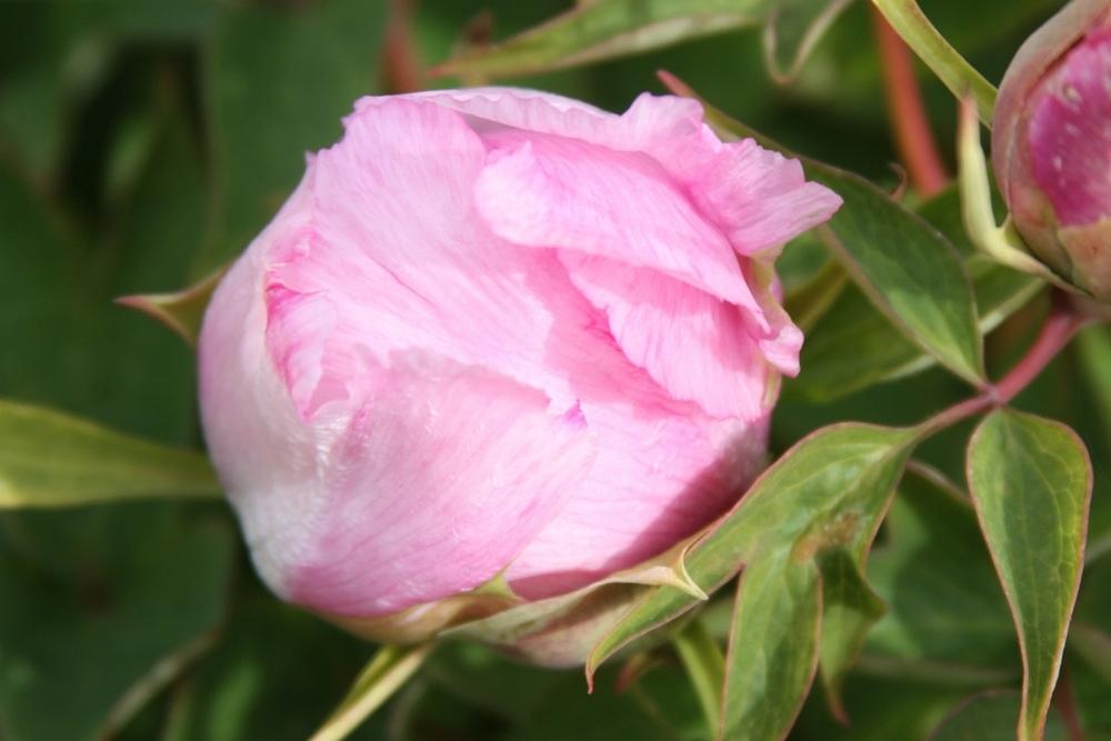 Photo of the closeup of buds, sepals and receptacles of Chinese Tree ...