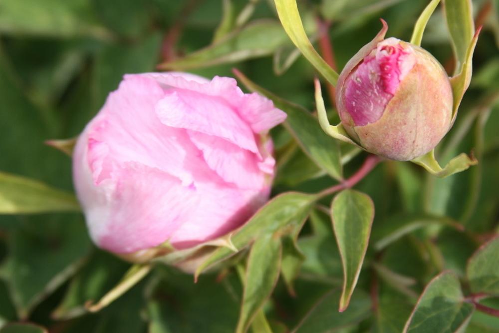 Photo of the closeup of buds, sepals and receptacles of Chinese Tree ...