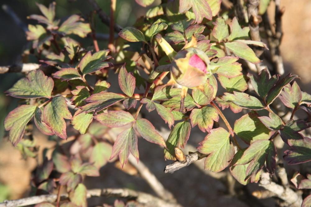 Chinese Tree Peony (Paeonia x suffruticosa 'Rou Fu Rong') in the ...