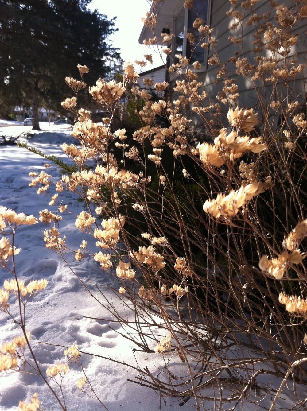 Photo of the winter interest of Blue Mist Spirea (Caryopteris x ...