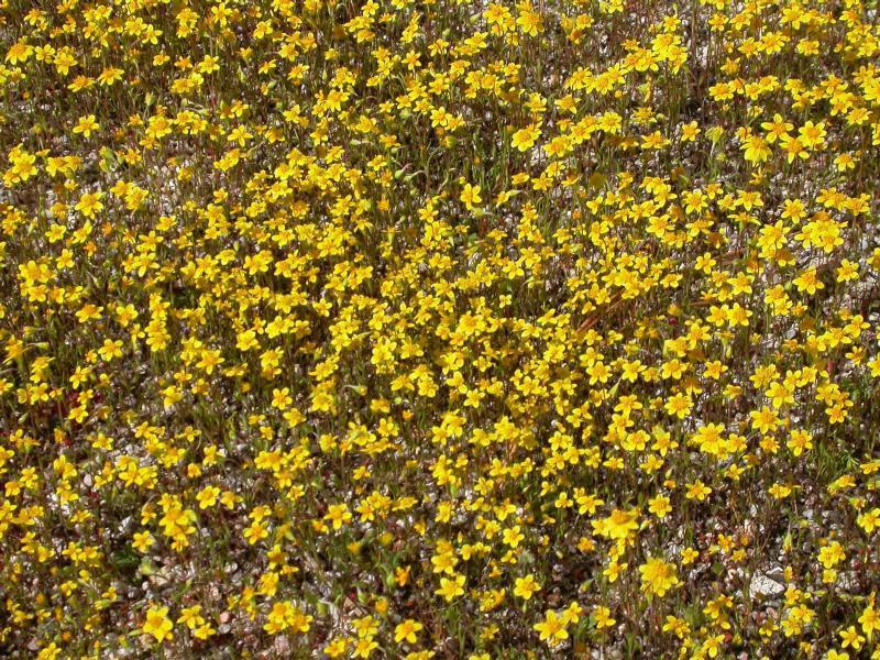 California goldfields (Lasthenia californica) - Garden.org