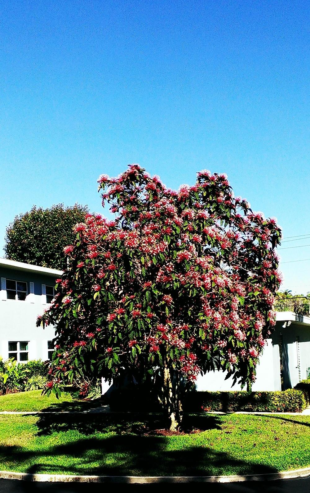 Photo of the entire plant of Shooting Star (Clerodendrum quadriloculare ...