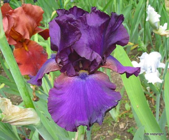 Tall Bearded Iris (Iris 'Prince of Pirates') in the Irises Database ...