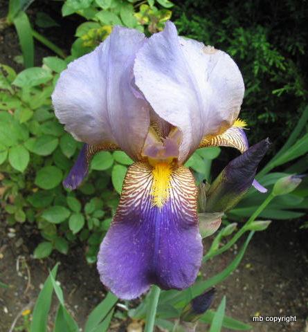 Photo of the bloom of Tall Bearded Iris (Iris 'Queen of May') posted by ...