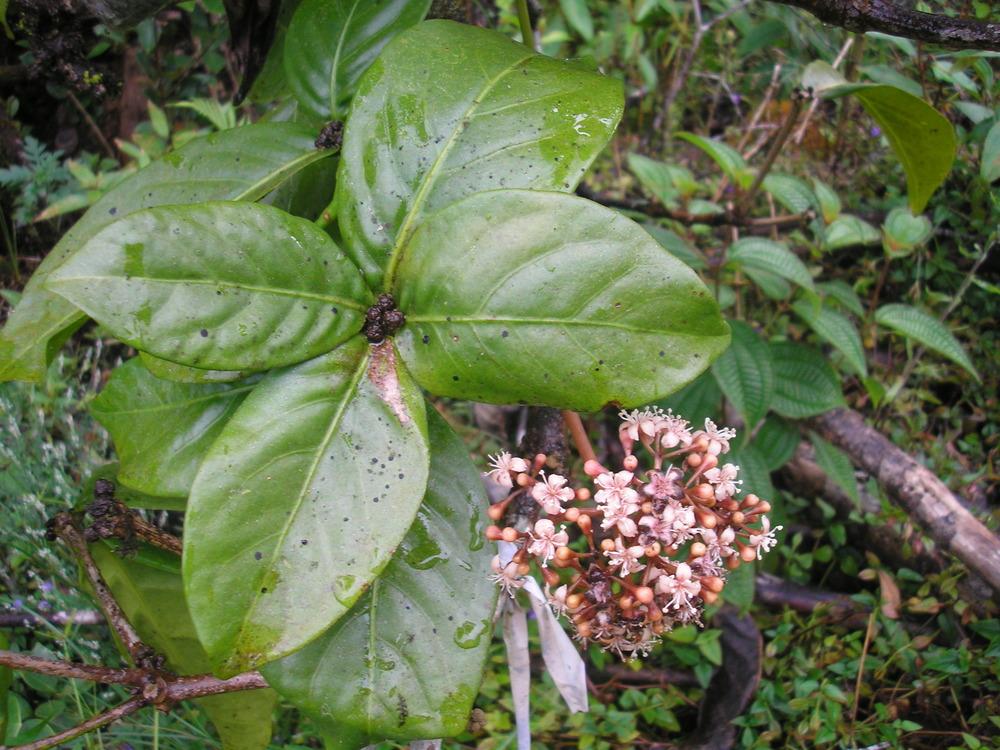 Bird-Catcher Tree (Ceodes umbellata) - Garden.org