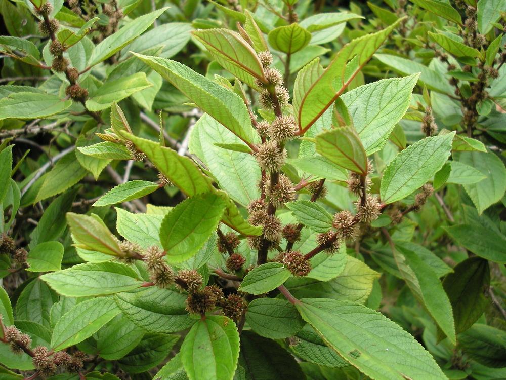 Mamaki (Pipturus albidus) - Garden.org