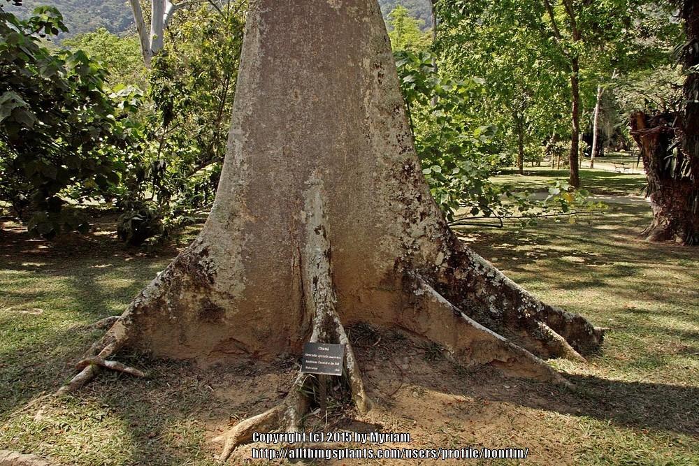 Panama Tree (Sterculia apetala) - Garden.org