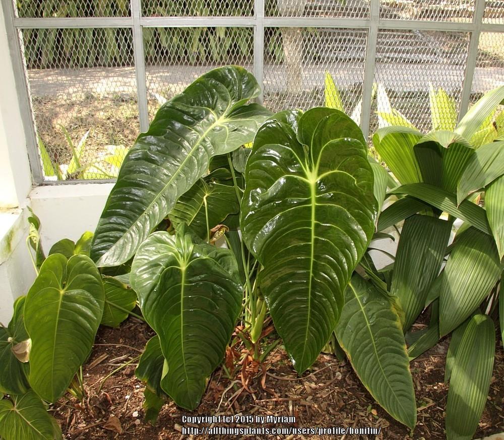 Anthuriums: Plant Care and Collection of Varieties - Garden.org