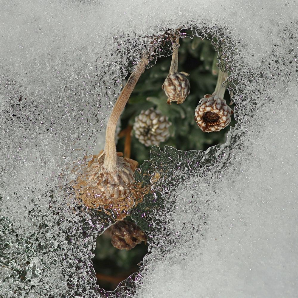 Photo of the winter interest of Moroccan Daisy (Rhodanthemum ...