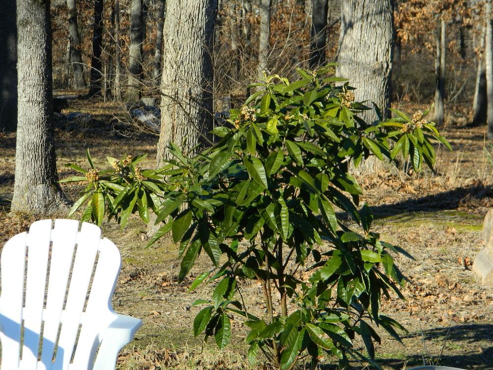 Photo of the winter interest of Loquat (Rhaphiolepis bibas) posted by ...