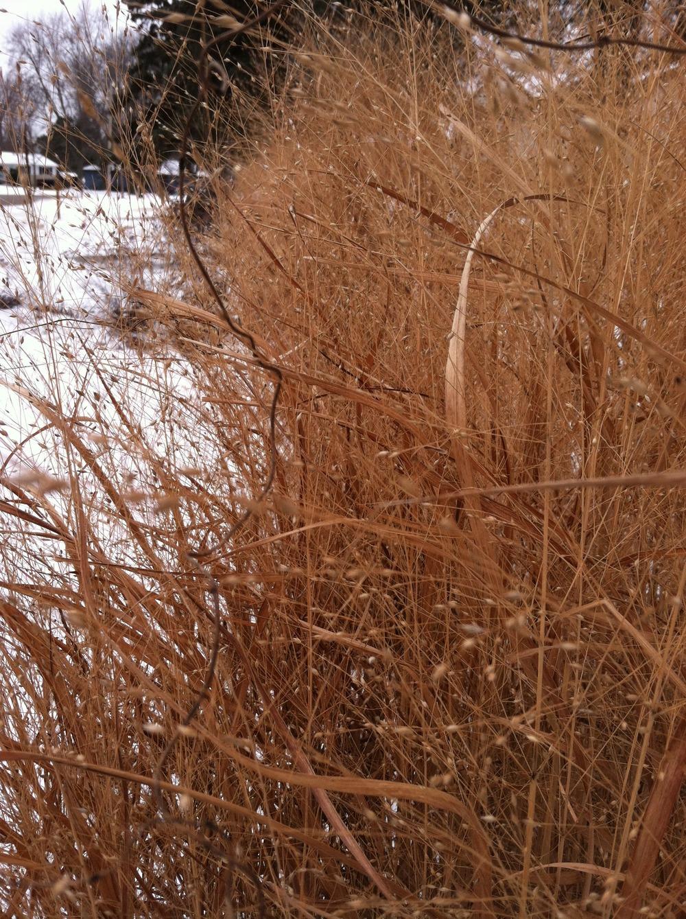 Photo of the winter interest of Switch Grass (Panicum virgatum 'Heavy ...