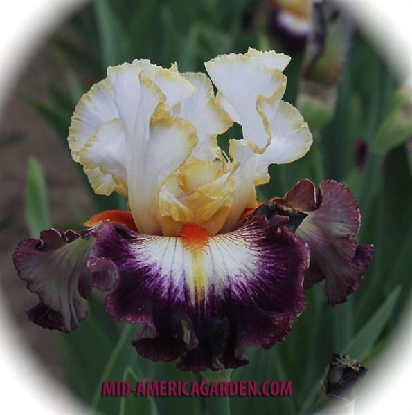 Photo of the bloom of Tall Bearded Iris (Iris 'King's Reign') posted by ...