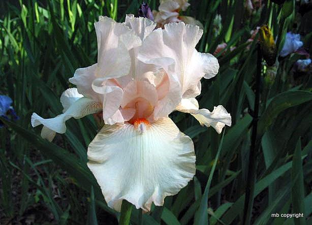 Tall Bearded Iris (Iris 'Cherry Blossom Special') in the Irises Database - Garden.org