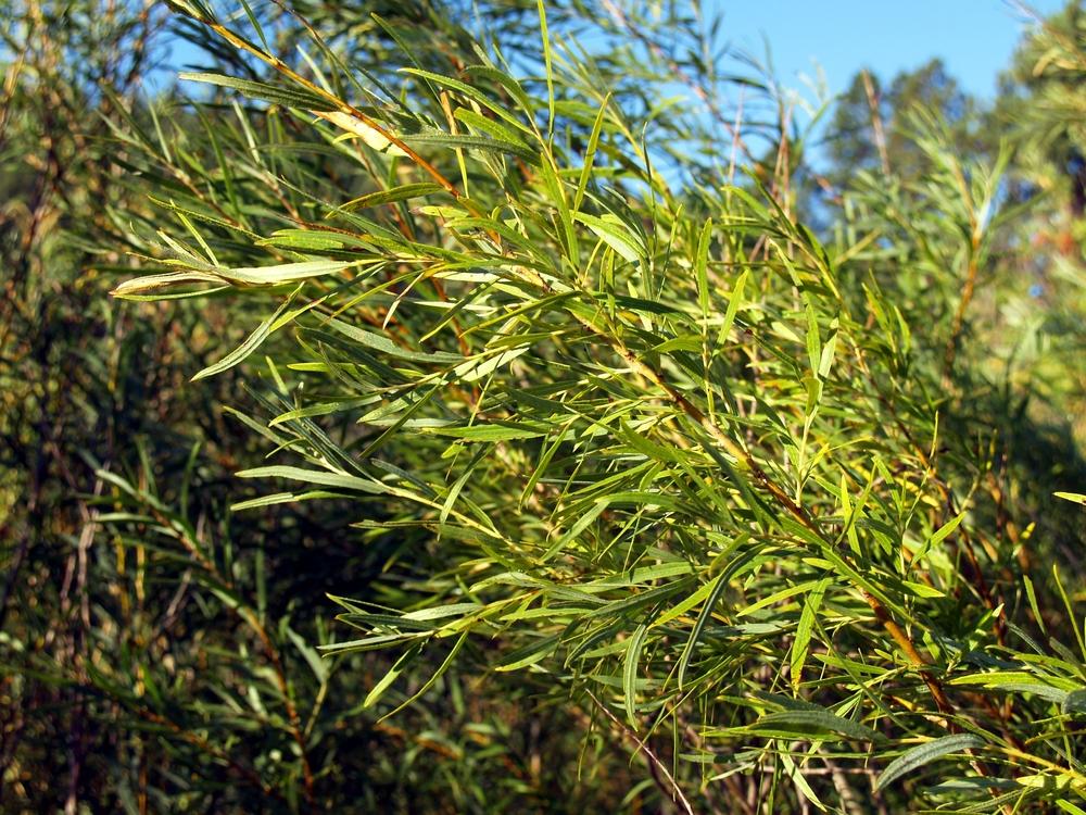 Photo of the stem, scape, stalk or bark of Sand-Bar Willow (Salix ...