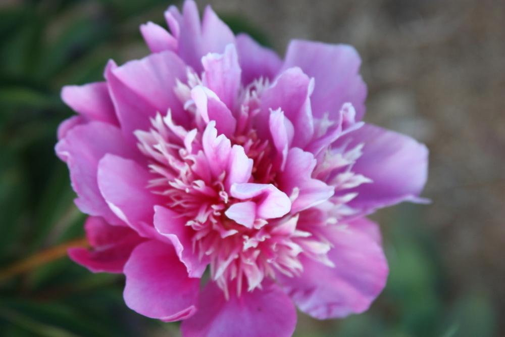 Peony (Paeonia lactiflora 'Zi Fu Rong') in the Peonies Database ...