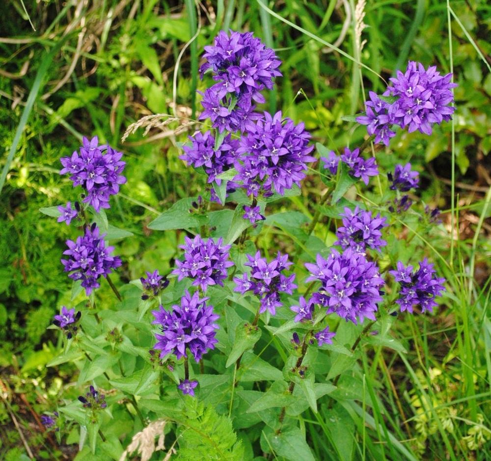 Bellflowers: Plant Care and Collection of Varieties - Garden.org