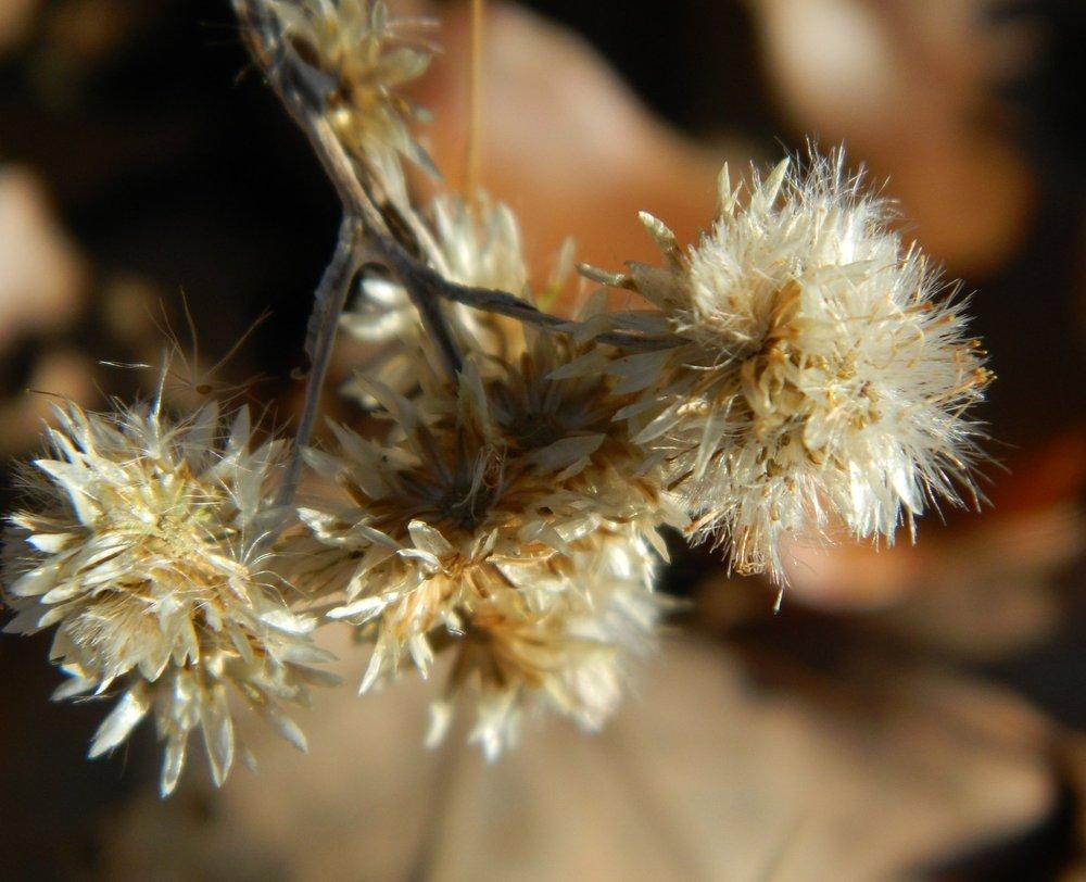 Sweet Everlasting (Pseudognaphalium obtusifolium) - Garden.org