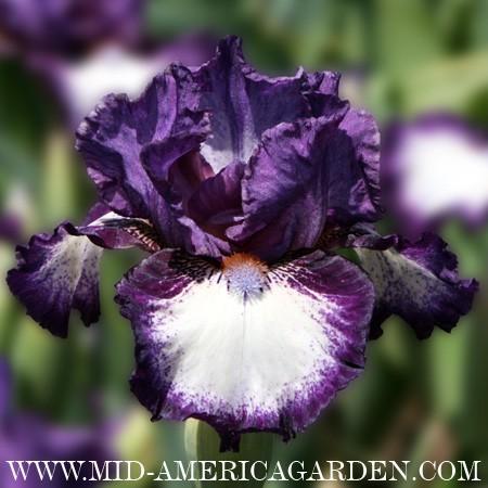 Photo of the bloom of Intermediate Bearded Iris (Iris 'Outer Edge ...