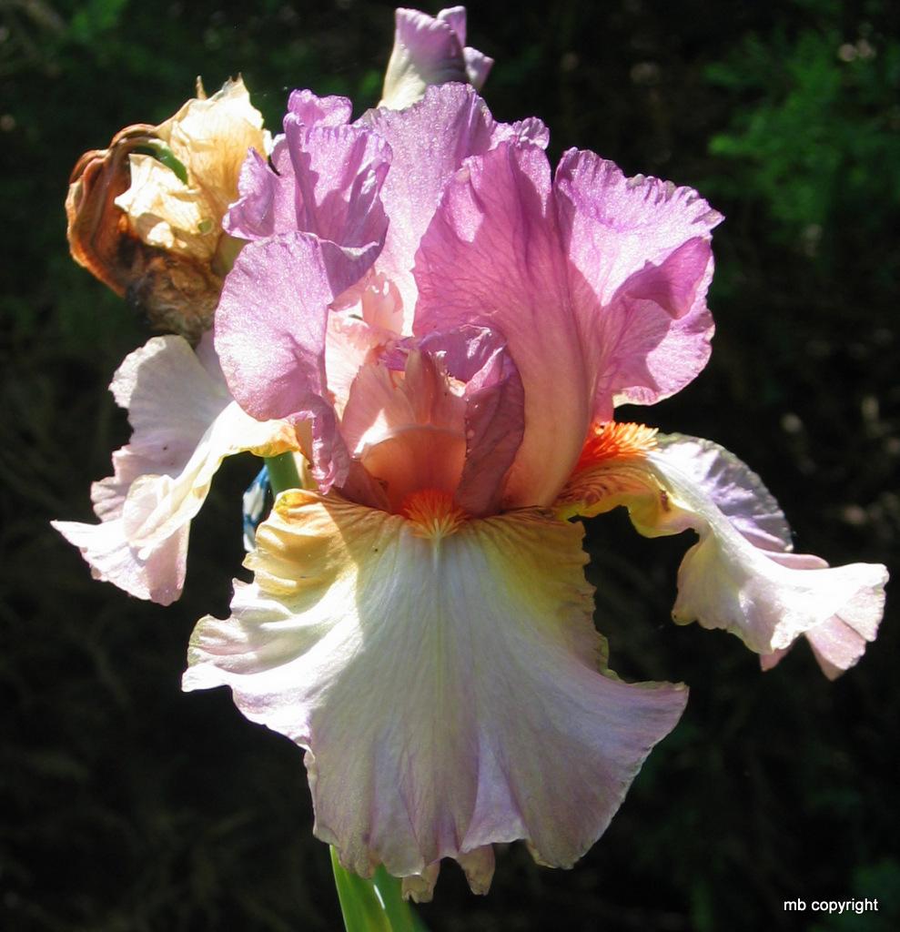 Photo of the bloom of Tall Bearded Iris (Iris 'Rainbow Goddess') posted ...