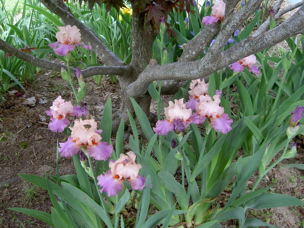 Photo of the entire plant of Tall Bearded Iris (Iris 'Indian Sunrise ...