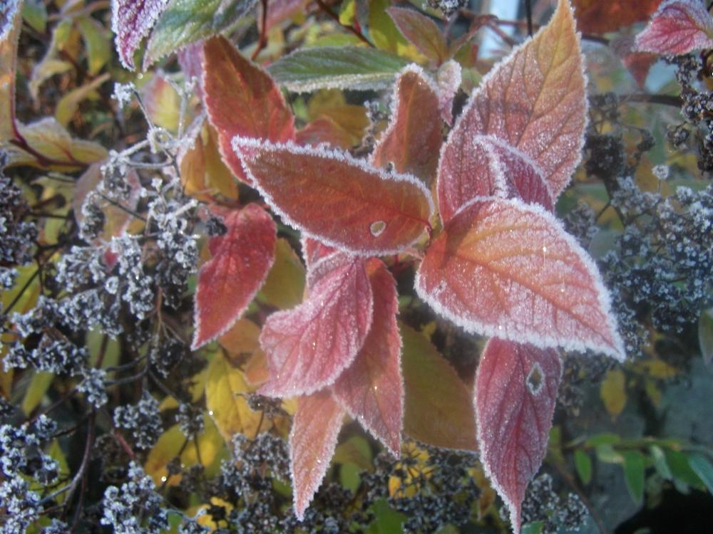 Photo of the fall color of Japanese Spirea (Spiraea japonica 'Goldflame ...