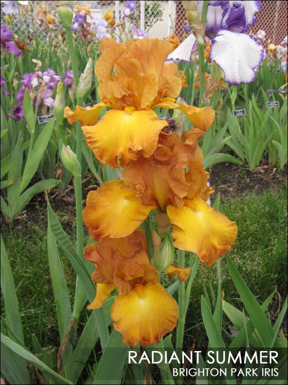 Photo of the bloom of Tall Bearded Iris (Iris 'Radiant Summer') posted ...