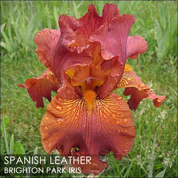 Photo of the bloom of Tall Bearded Iris (Iris 'Spanish Leather') posted by BrightonPark - Garden.org