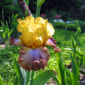 Tall Bearded Iris (Iris 'Magician's Masterpiece') in the Irises ...