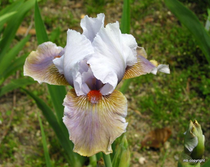 Intermediate Bearded Iris (Iris 'In the Mist') in the Irises Database ...