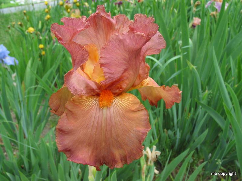 Photo of the bloom of Tall Bearded Iris (Iris 'Copper Classic') posted by MargieNY - Garden.org