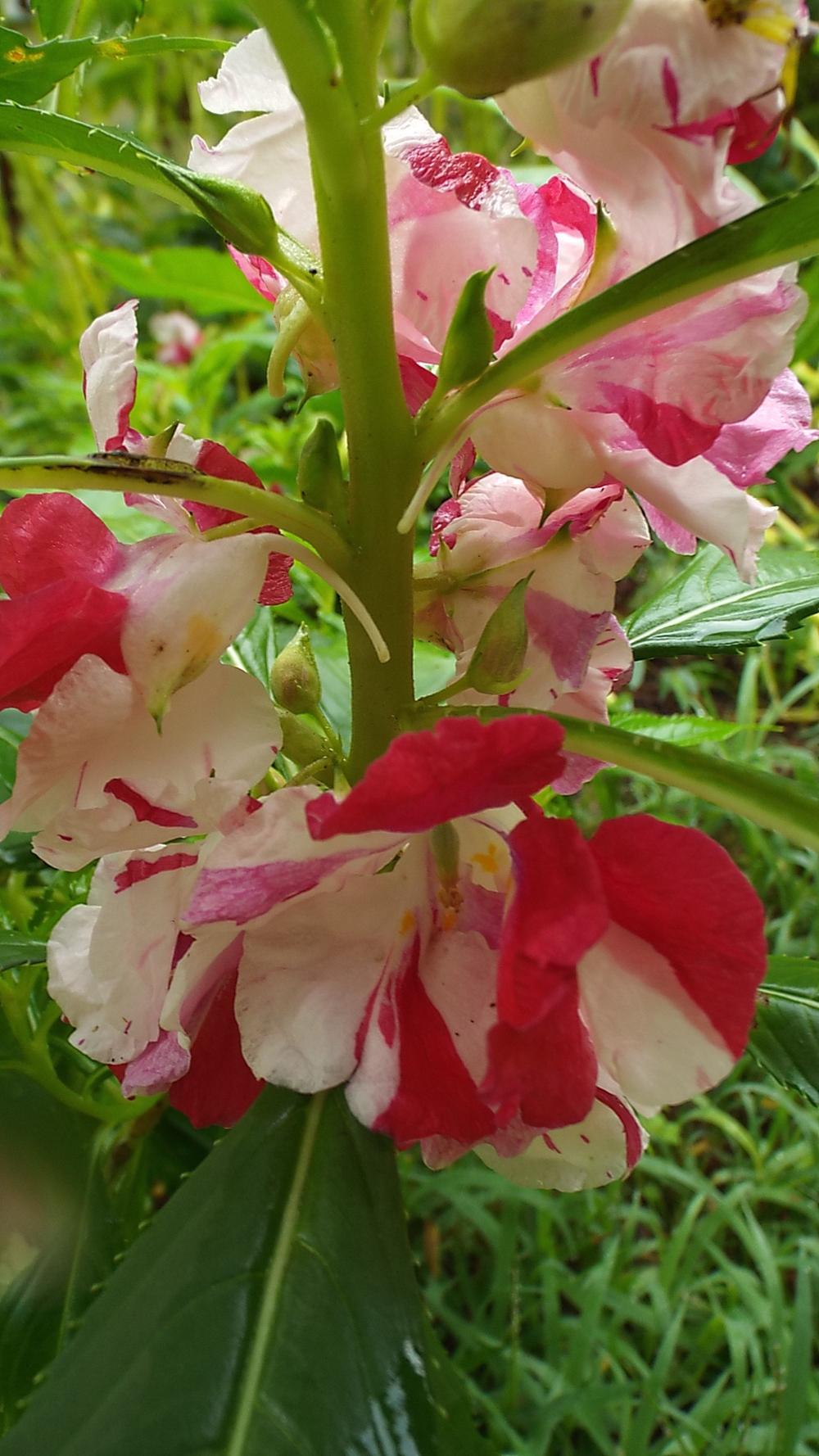 Balsam (Impatiens balsamina 'Camellia Peppermint Stick') - Garden.org